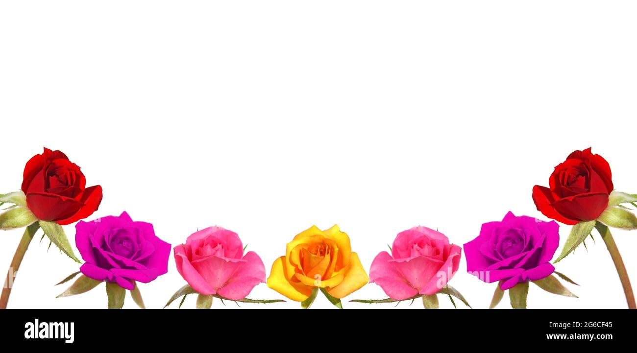Colorful rose flower frame isolated on white Stock Photo - Alamy