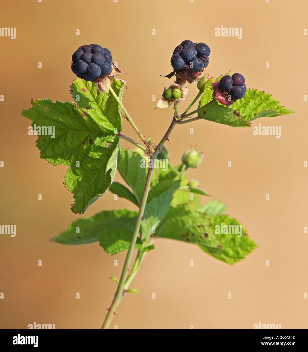 European dewberry ripe fruit, Rubus caesius Stock Photo - Alamy