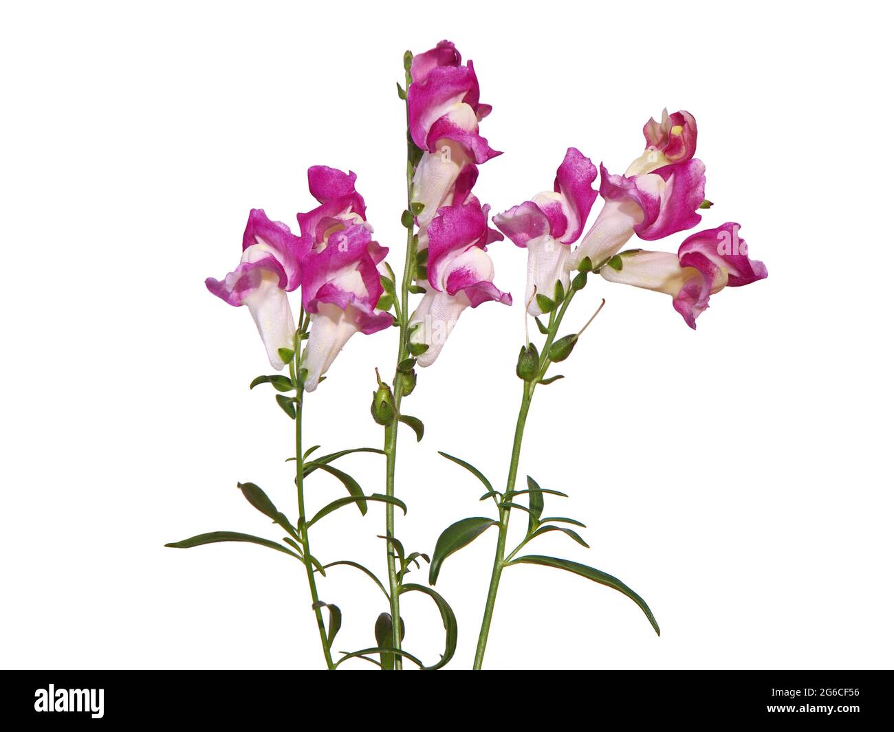 Incomplete Dominance Snapdragons