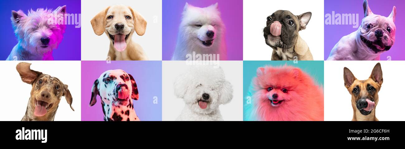 Art collage made of funny dogs different breeds on multicolored studio ...