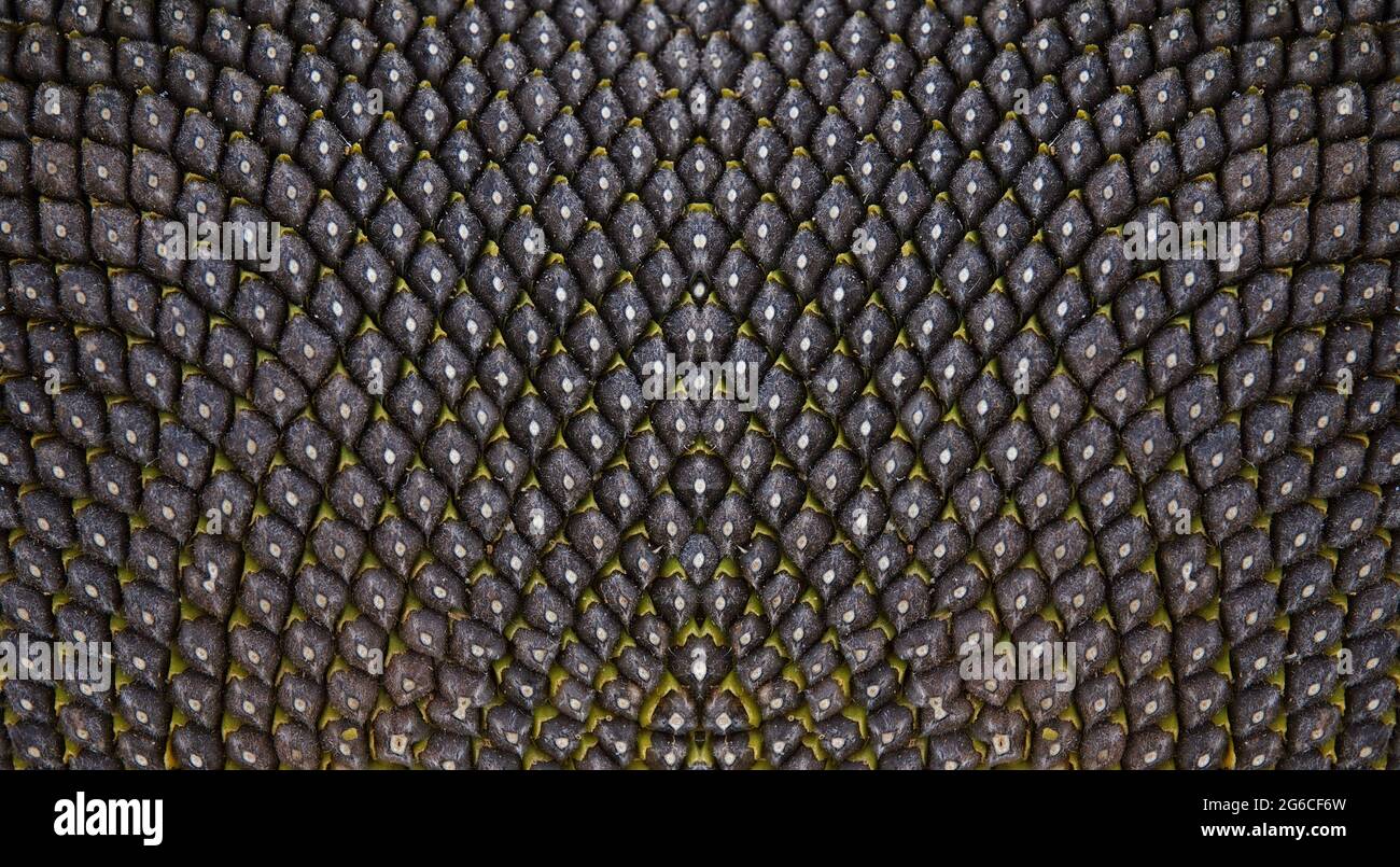Sunflower seeds texture Stock Photo - Alamy