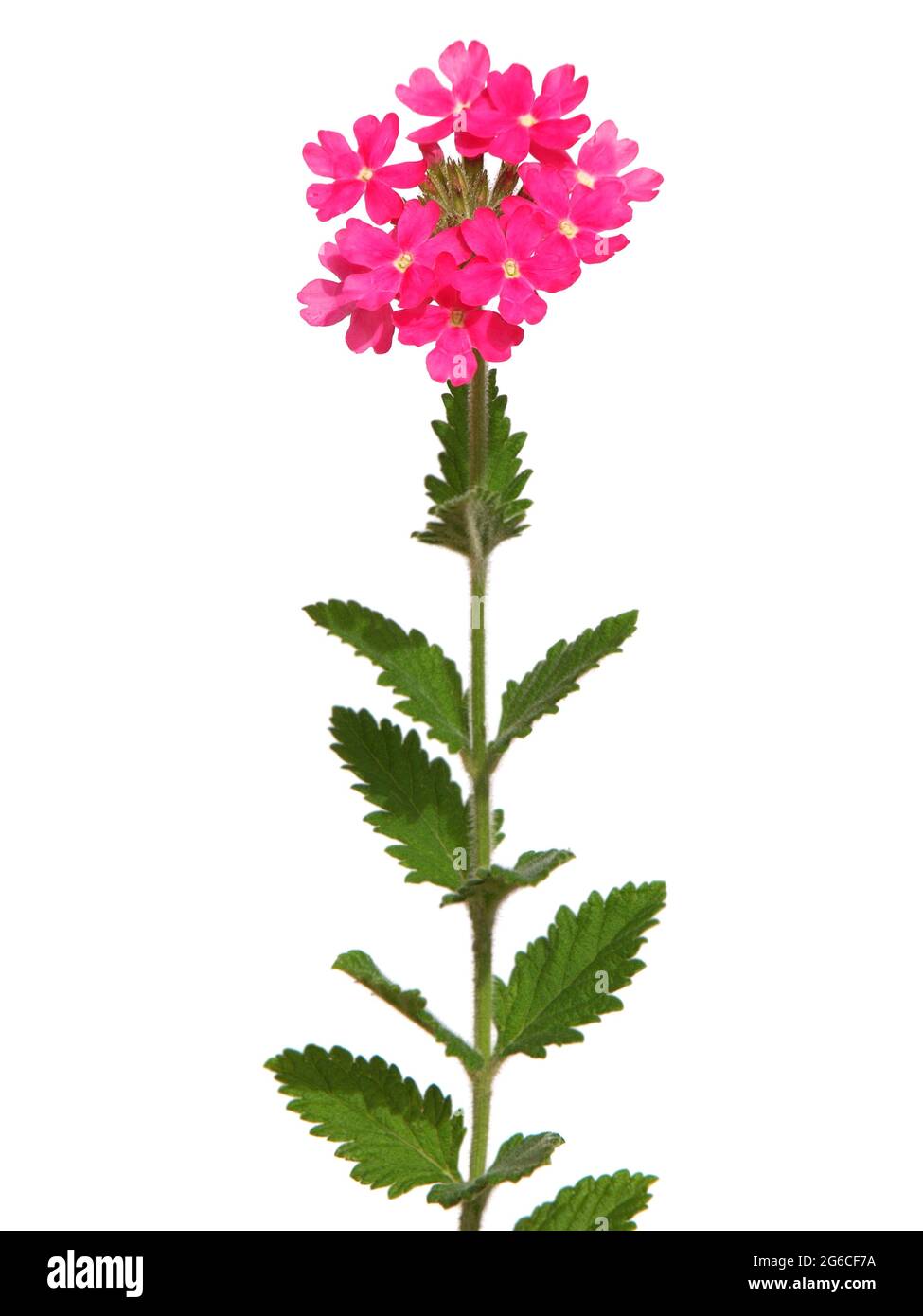 Verbena trailing pink hi-res stock photography and images - Alamy