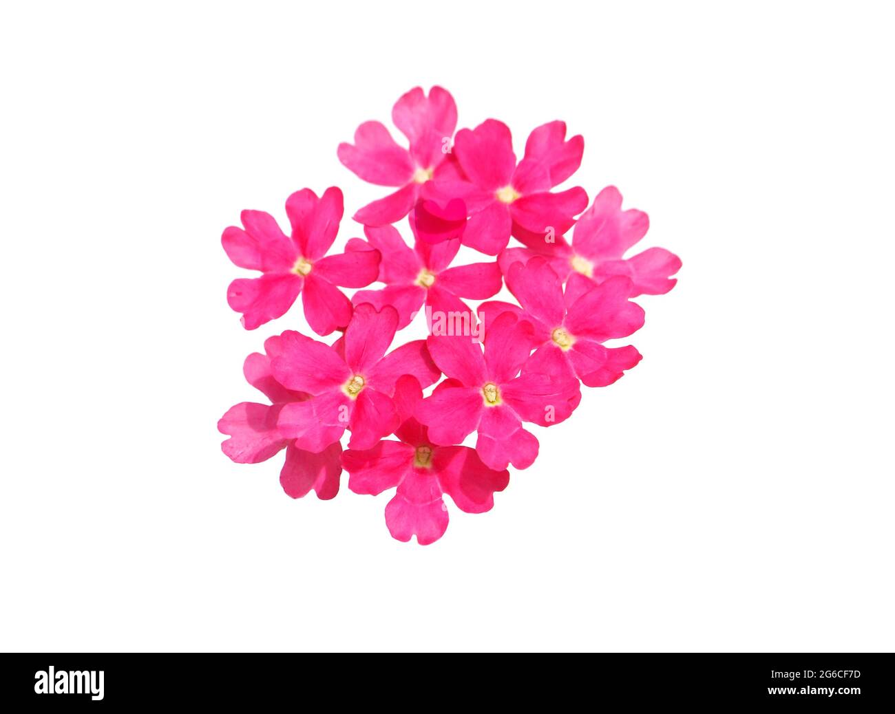 Pink trailing verbena isolated on white Stock Photo - Alamy
