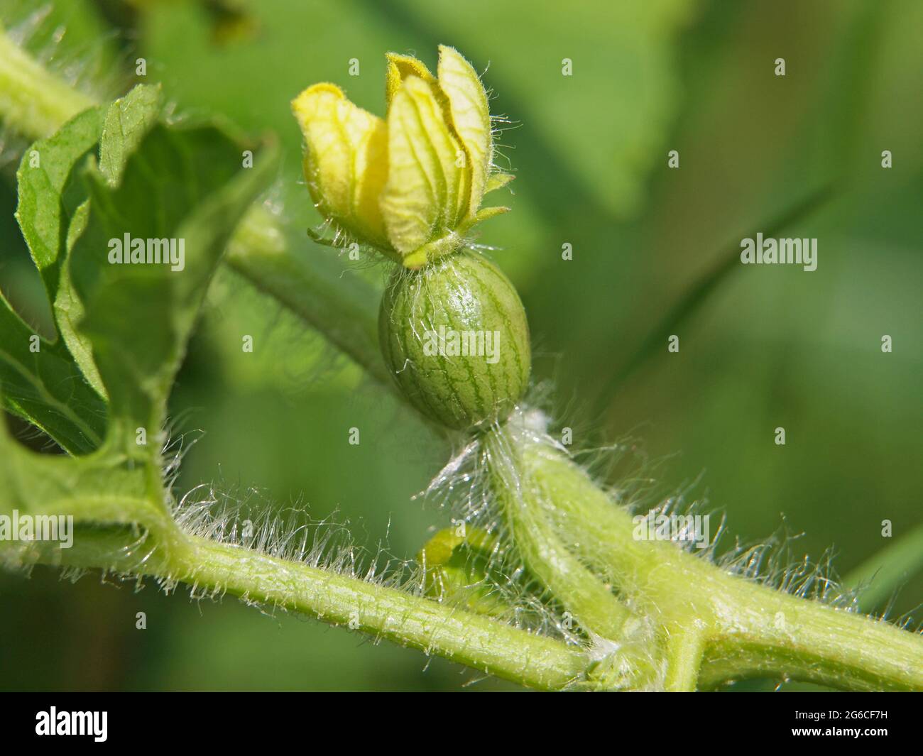 Watermelon flower with young watermelon Stock Photo - Alamy