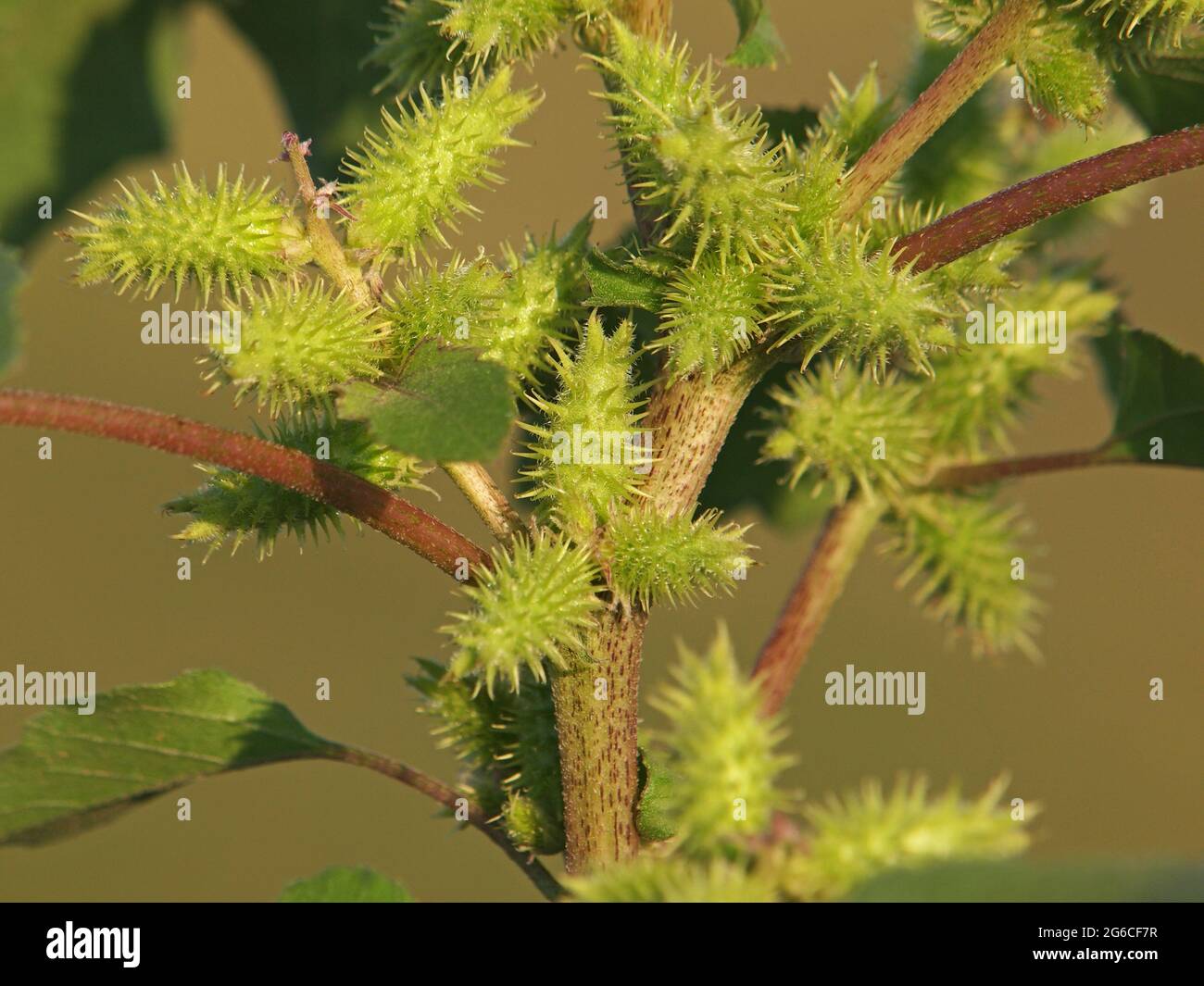 Cocklebur seeds hi-res stock photography and images - Alamy