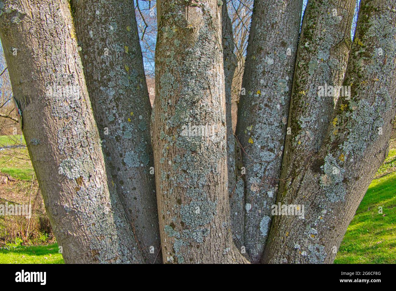 Strange tree bark hi-res stock photography and images - Alamy