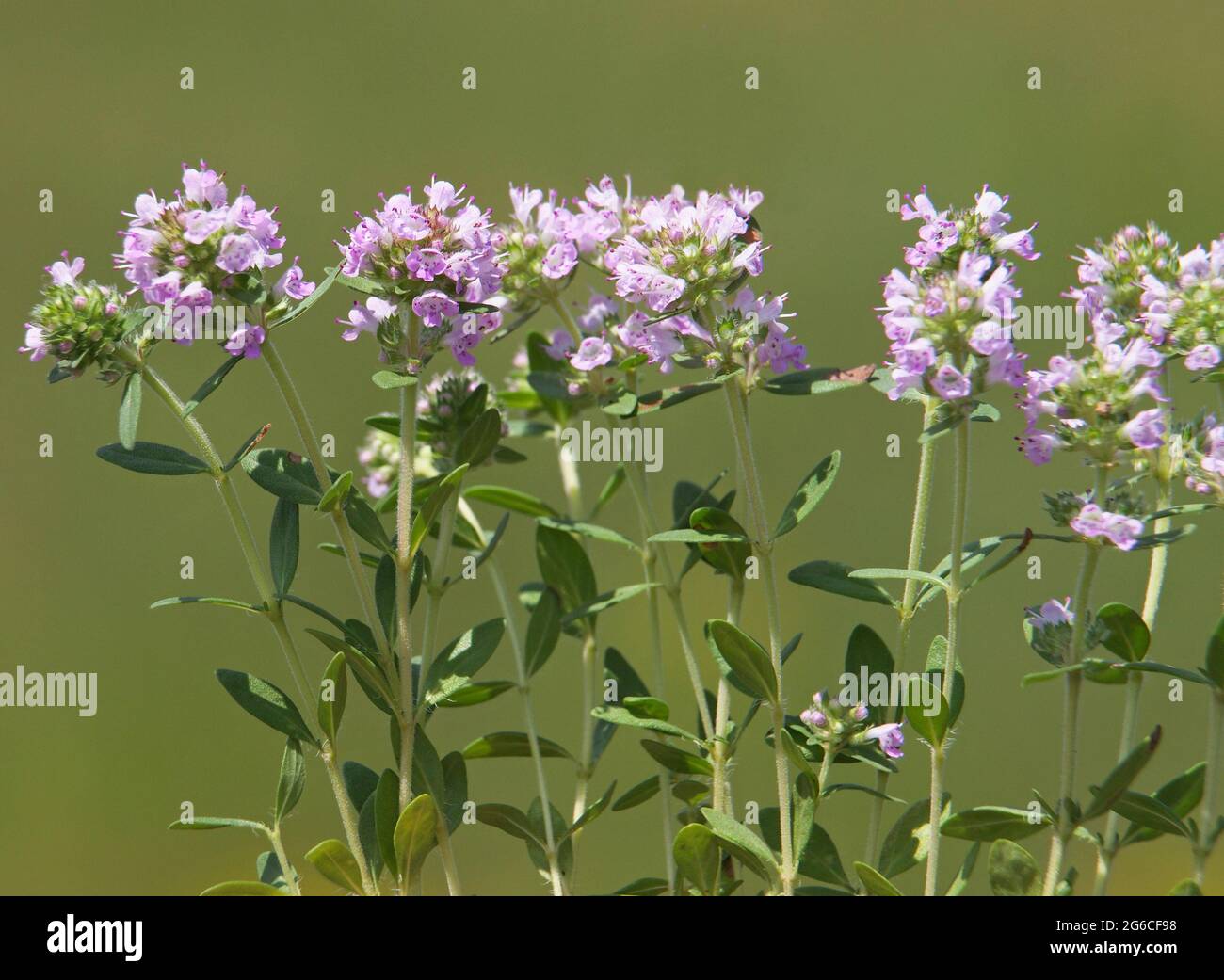 Wild thyme blooming plant with pale pink flowers, Thymus vulgaris Stock ...