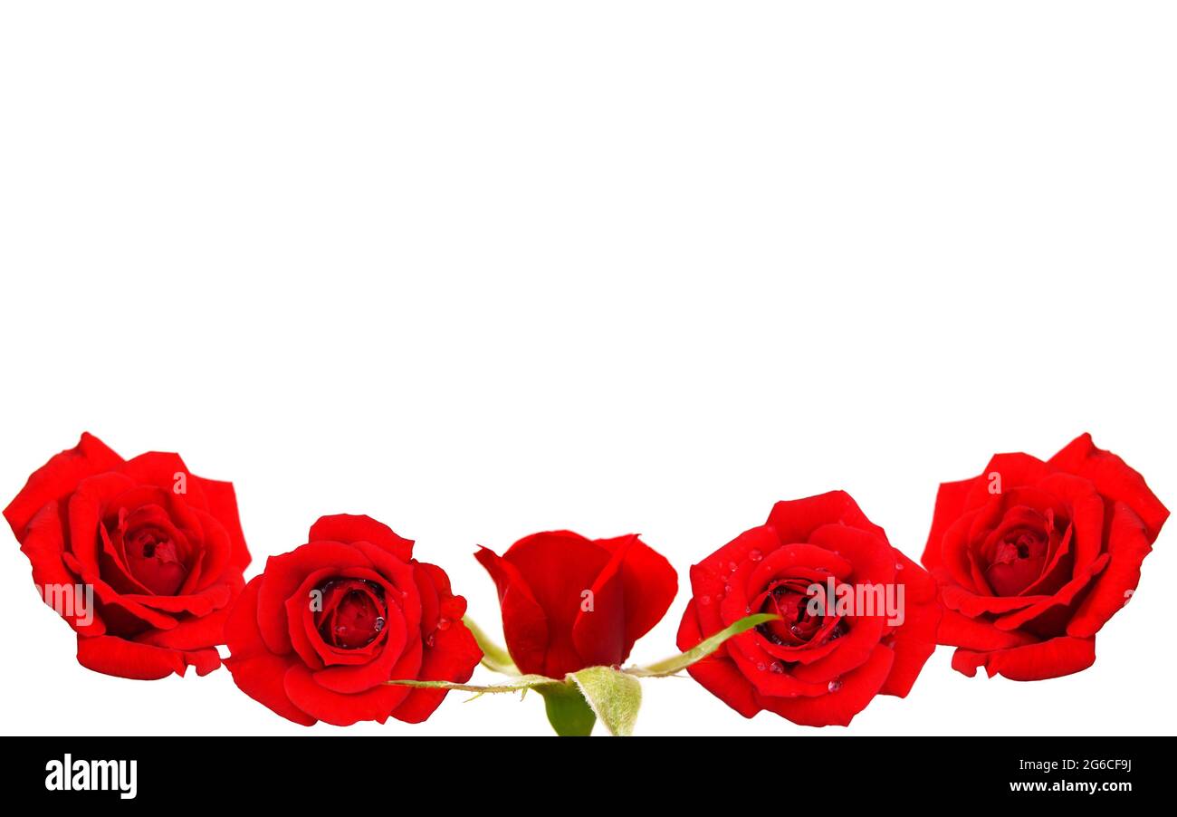 Red rose flower frame isolated on white Stock Photo - Alamy