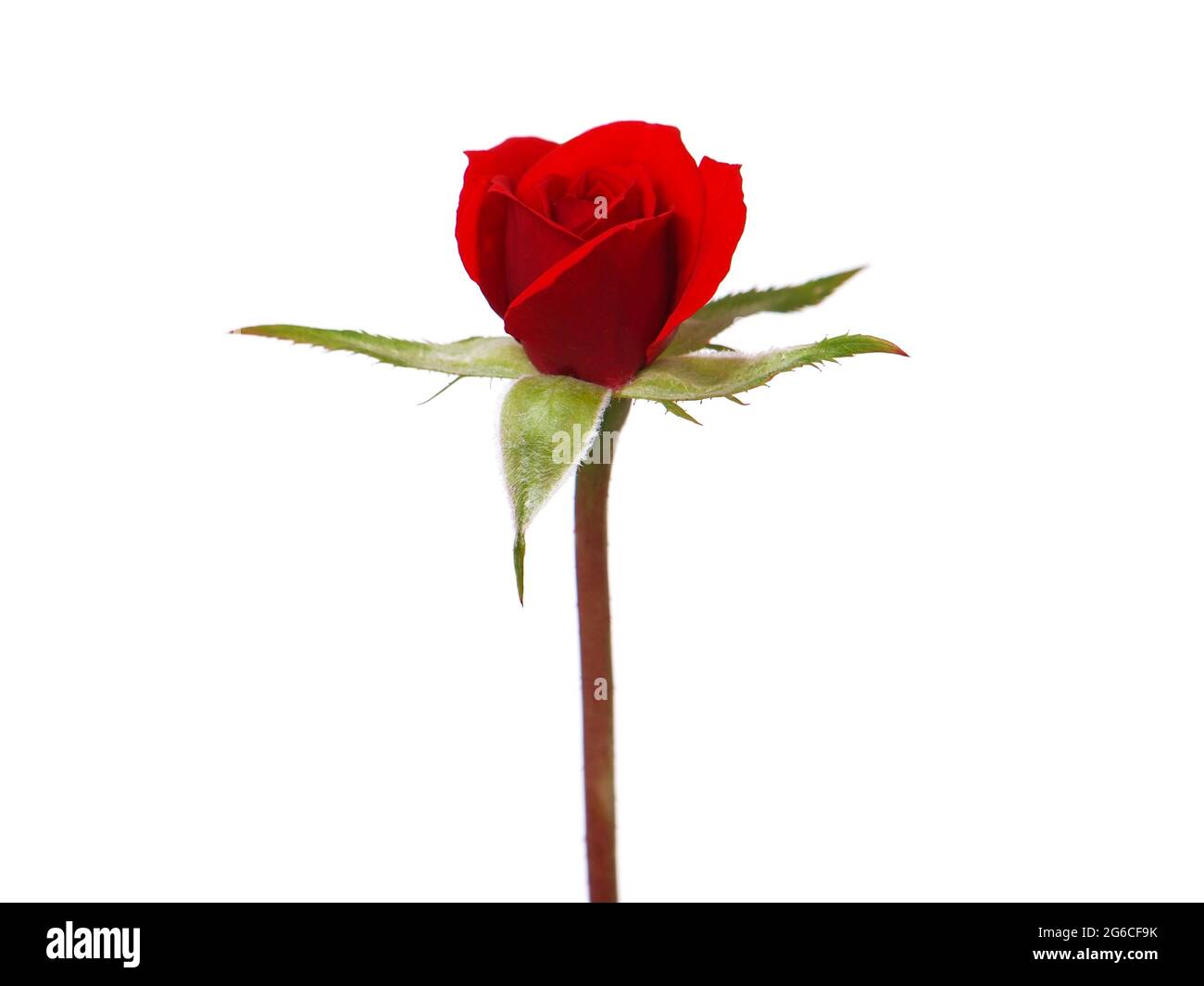 Red rose flower isolated on white background Stock Photo - Alamy
