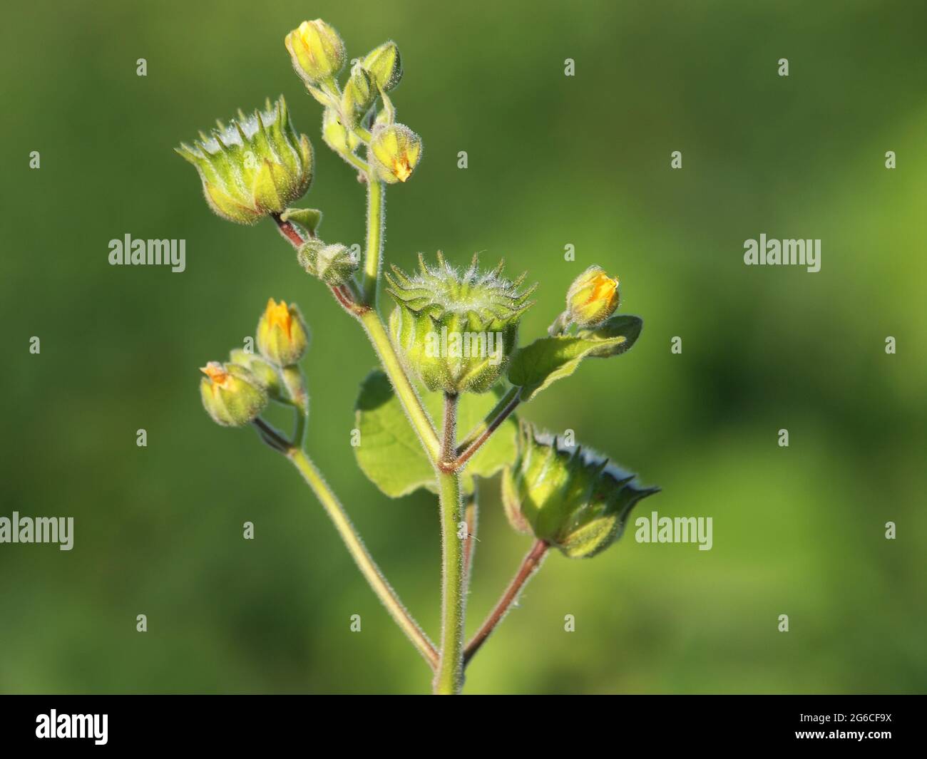 Velvetleaf plant with flowers and pods, Abutilon theophrasti Stock ...