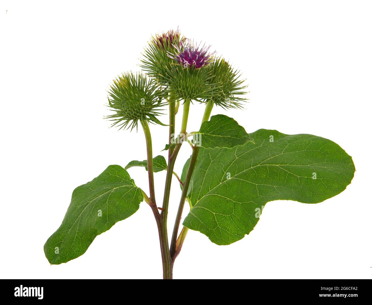 Flower head of Burdock plant isolated on white, Arctium lappa Stock ...