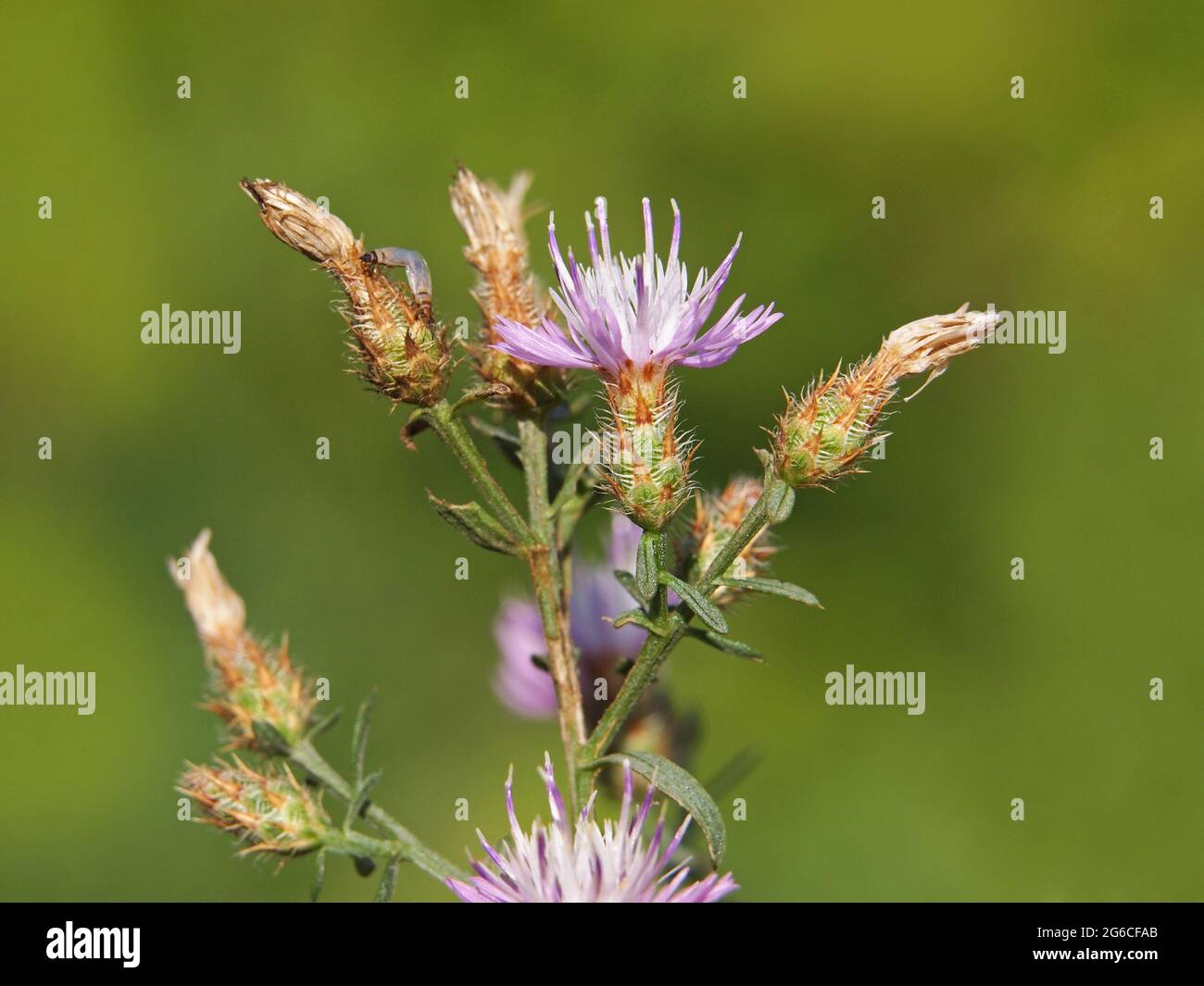 Diffuse knapweed with light purple flowers, Centaurea diffusa Stock ...
