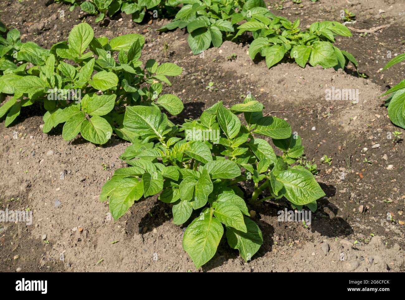 Kitchen garden uk hi-res stock photography and images - Alamy