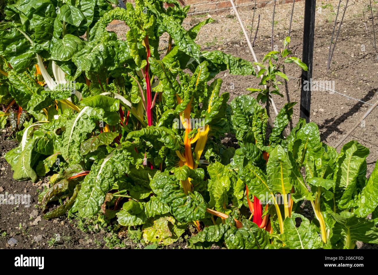 Rows of rainbow chard mix plants vegetable leafy vegetables growing in ...