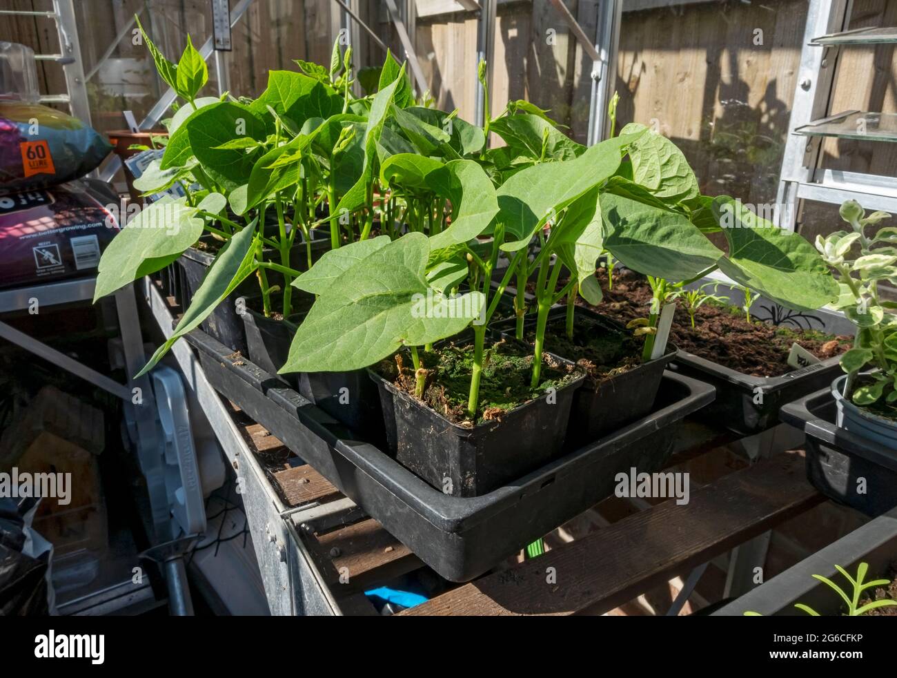 French bean plant hi-res stock photography and images - Alamy