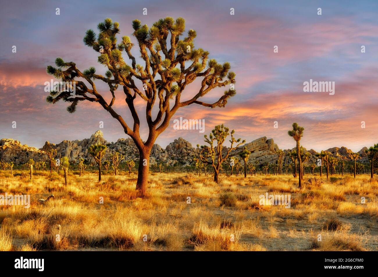 Joshua trunks hi-res stock photography and images - Alamy