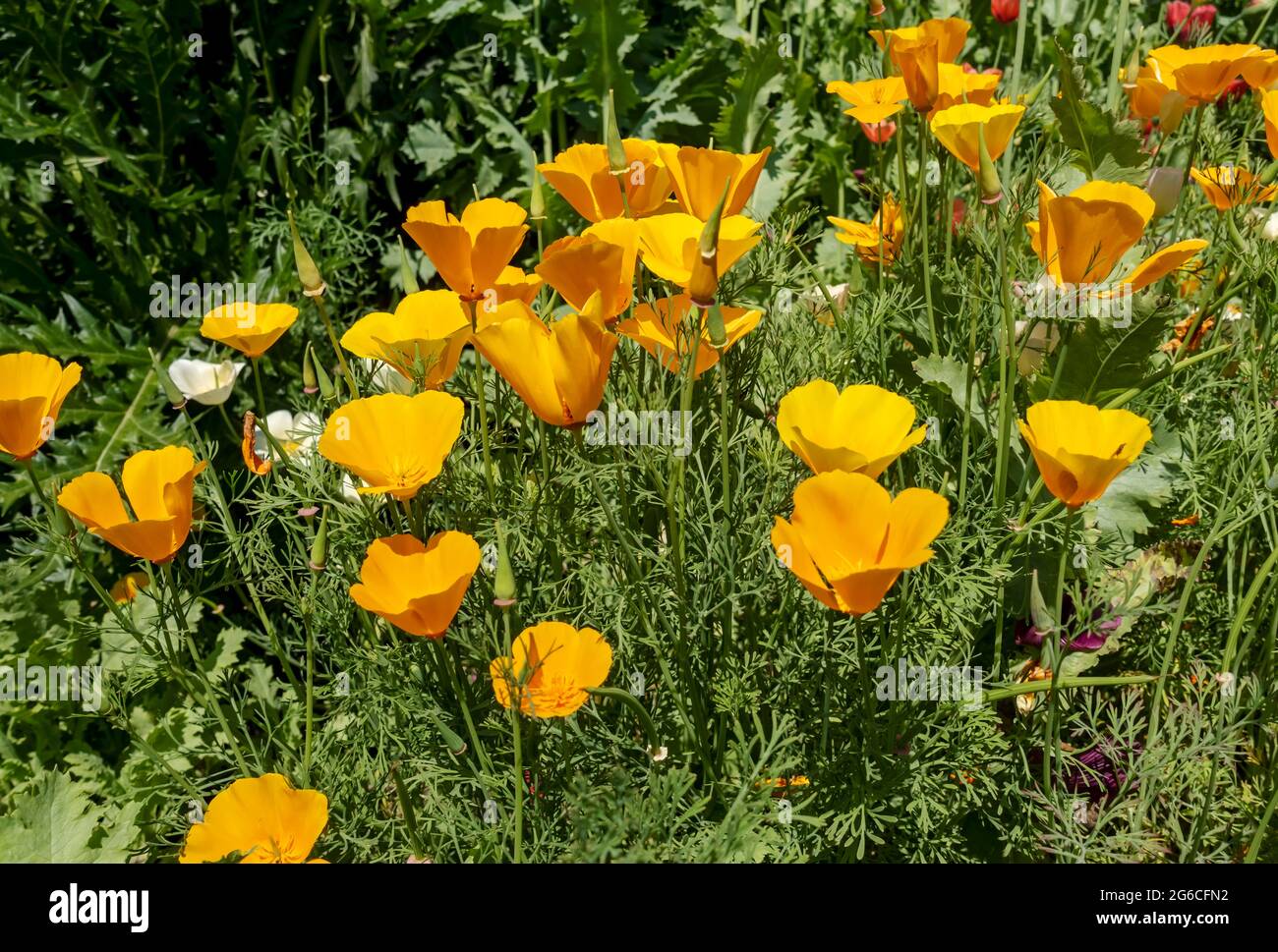 Eschscholzia Californica