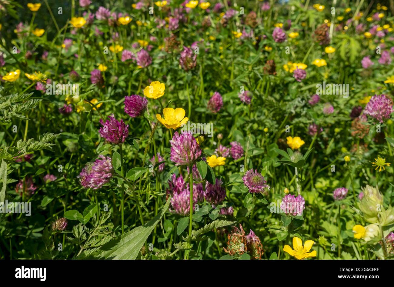 Red buttercup flower hi-res stock photography and images - Alamy