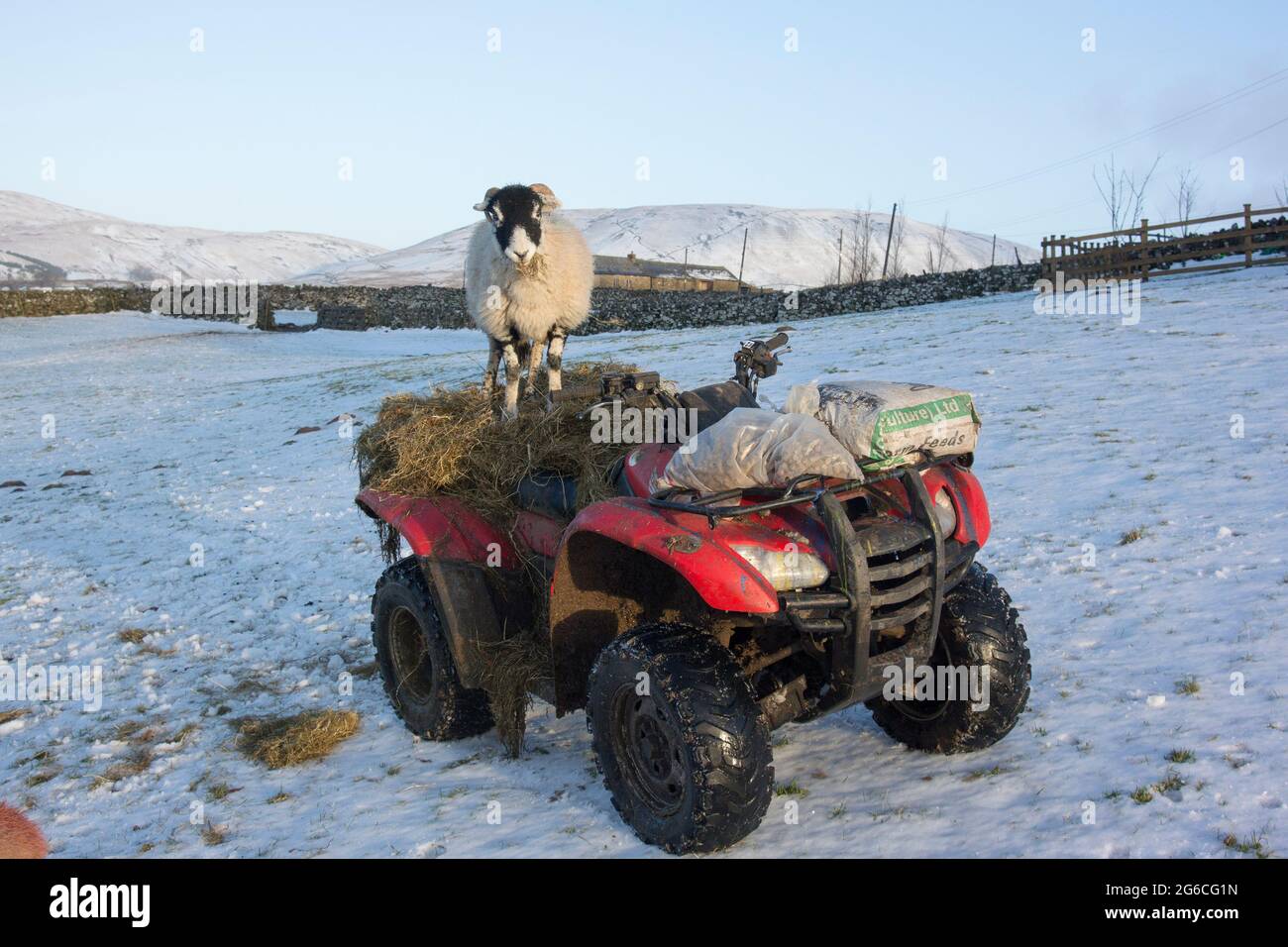 Sheep standing on four wheel drive vehicle in snowy landscape, Cumbria ...