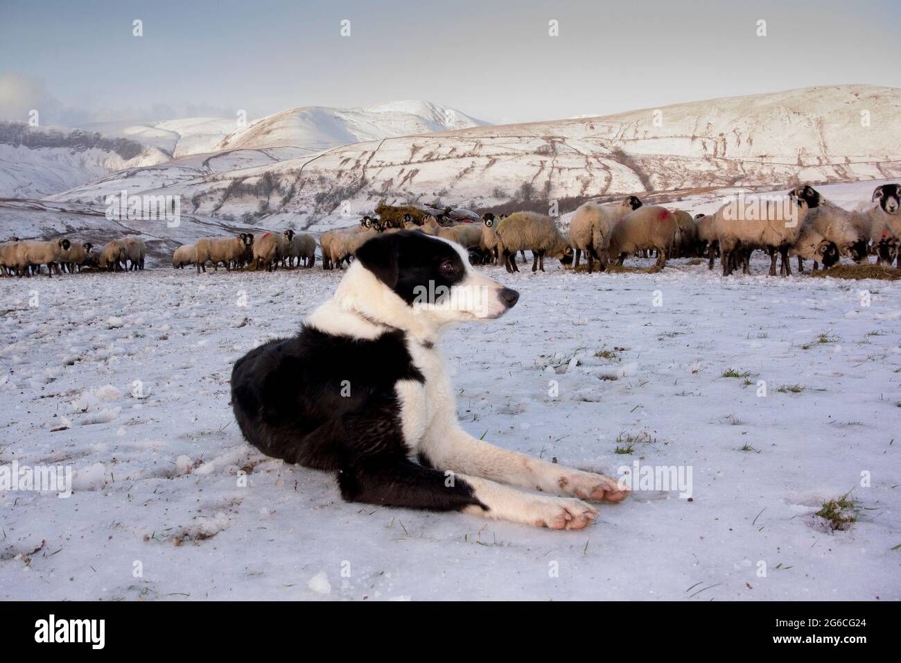 Shepherds watch their flock hi-res stock photography and images - Alamy