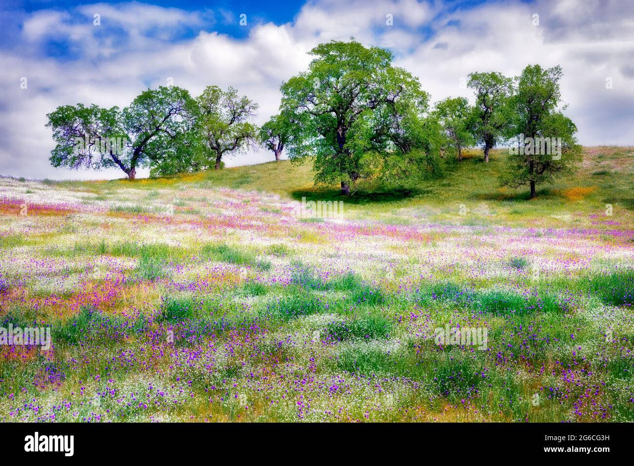 Mixture of wildflowers with oak trees. Kern County, California Stock ...