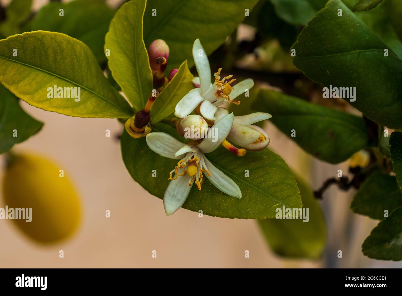 Citrus limon, Lemon Tree Blossom Stock Photo - Alamy