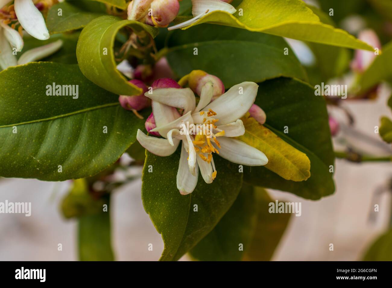 Citrus limon, Lemon Tree Blossom Stock Photo - Alamy