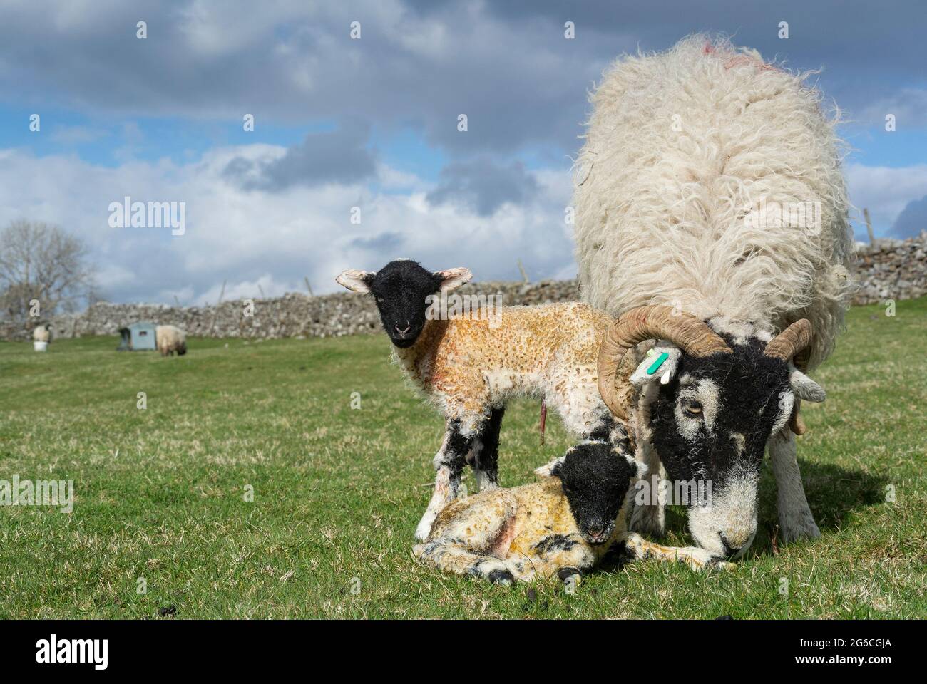 Hill farm in spring hi-res stock photography and images - Alamy
