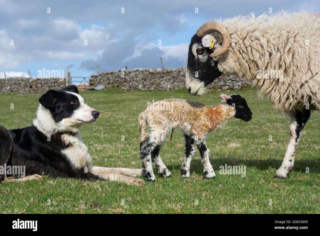 Border collie sheep farm hi-res stock photography and images - Alamy