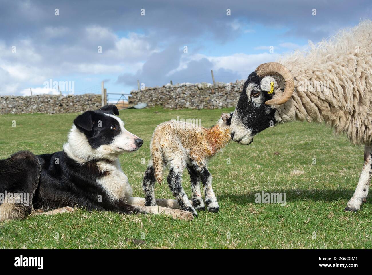 Border collie sheep farm hi-res stock photography and images - Alamy