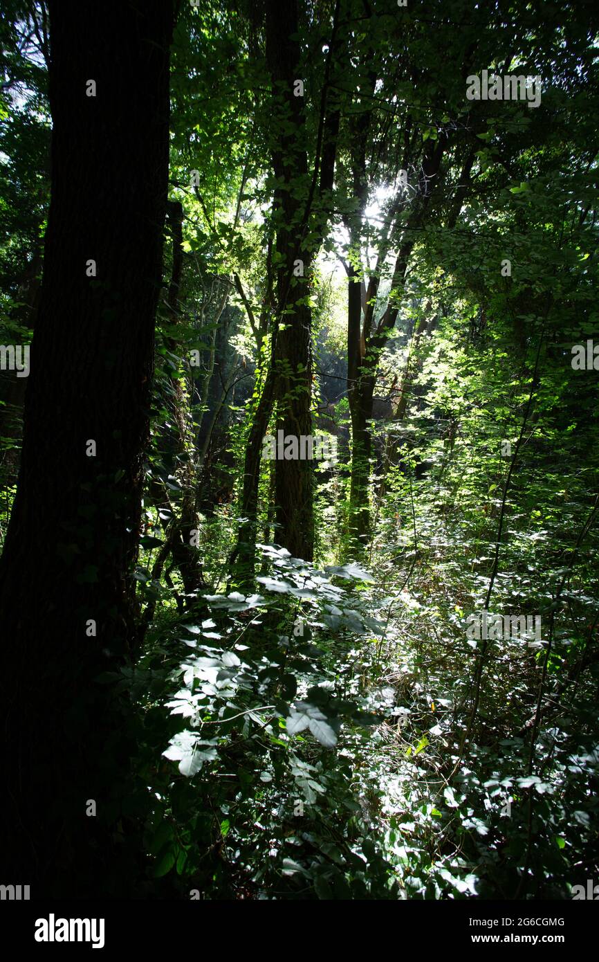 Summer woodland backlit france hi-res stock photography and images - Alamy