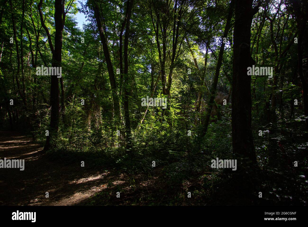 Summer woodland backlit france hi-res stock photography and images - Alamy