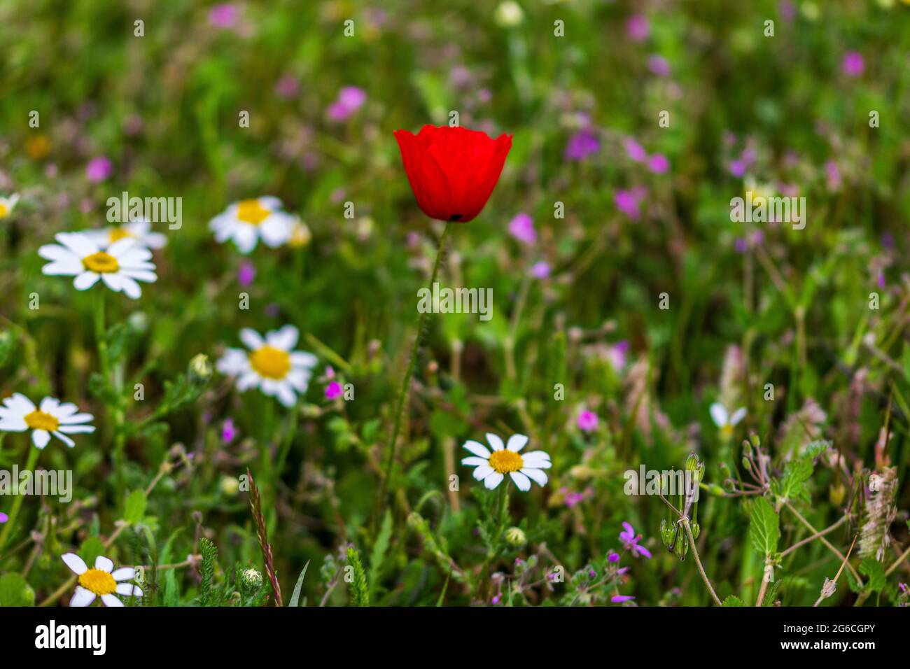 Single wildflowers isolated hi-res stock photography and images - Alamy
