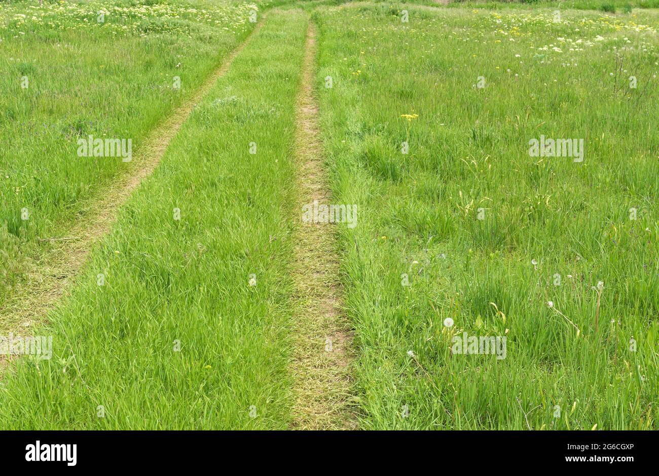 Landscape with track (earth road) in meadow in central Ukraine at ...