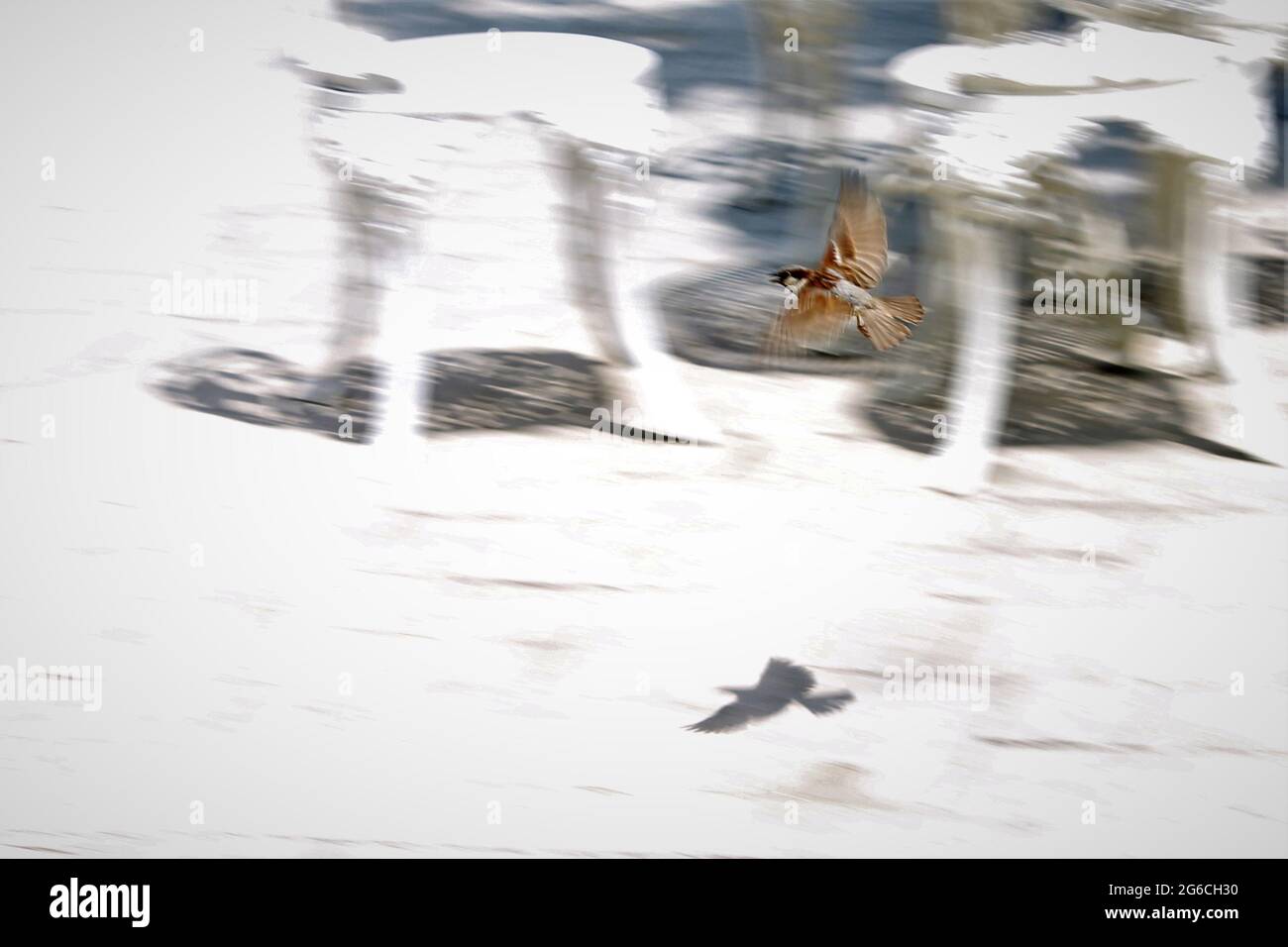 low flying pigeon Stock Photo - Alamy
