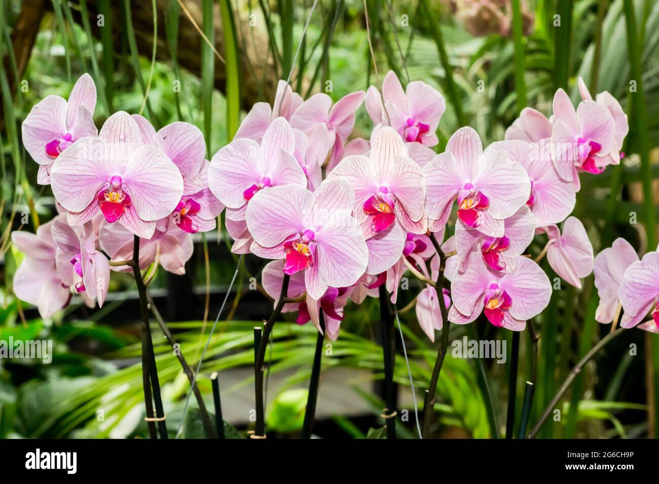 Pink and purple orchid flowers in a jungle background Stock Photo - Alamy