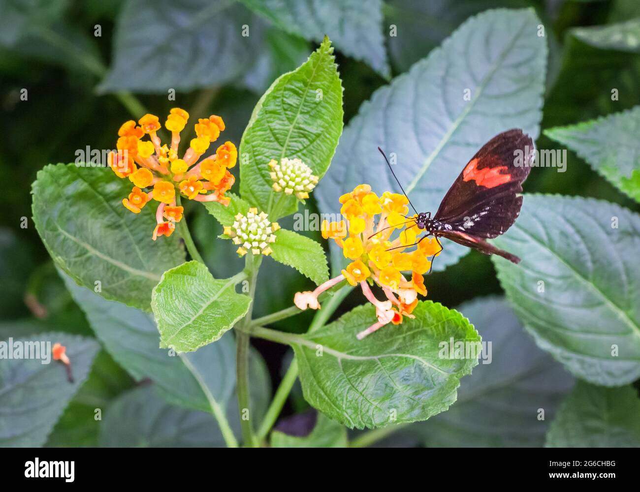 Red postman butterfly hi-res stock photography and images - Alamy