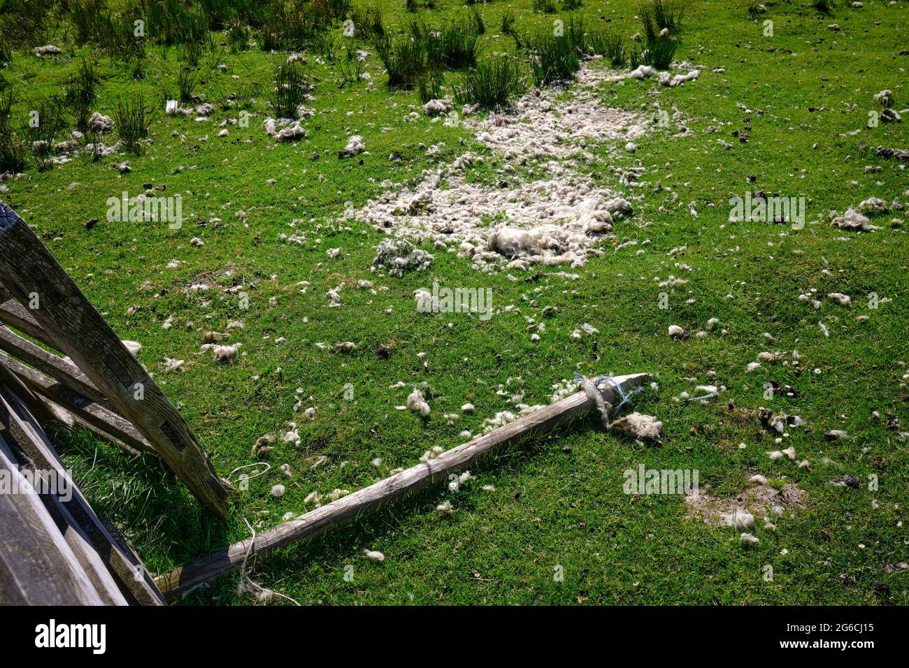Pile of wool sheep hi-res stock photography and images - Alamy
