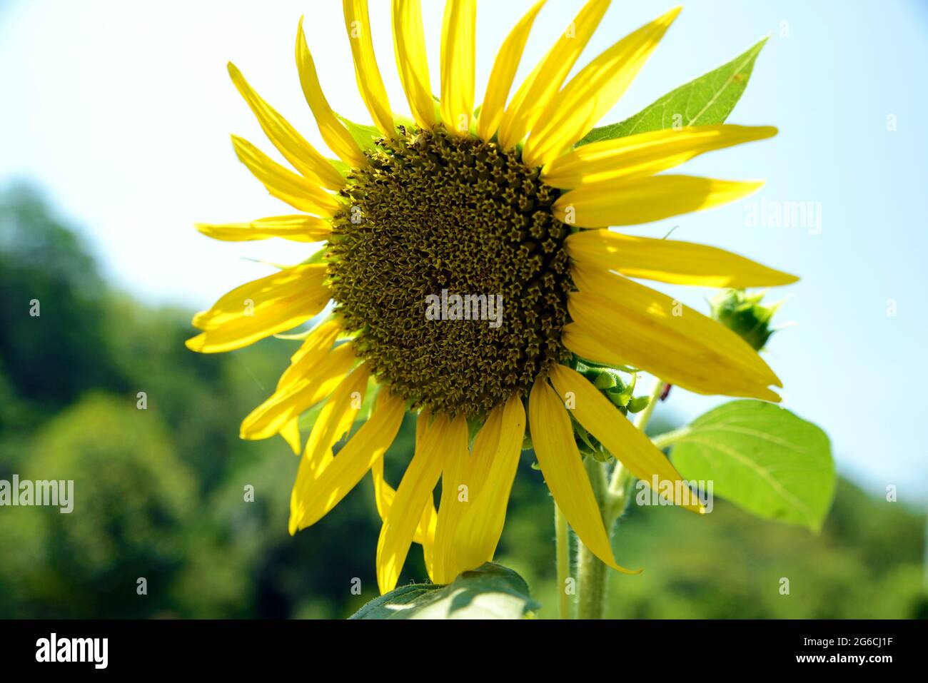 Indian sunflower farm hi-res stock photography and images - Alamy