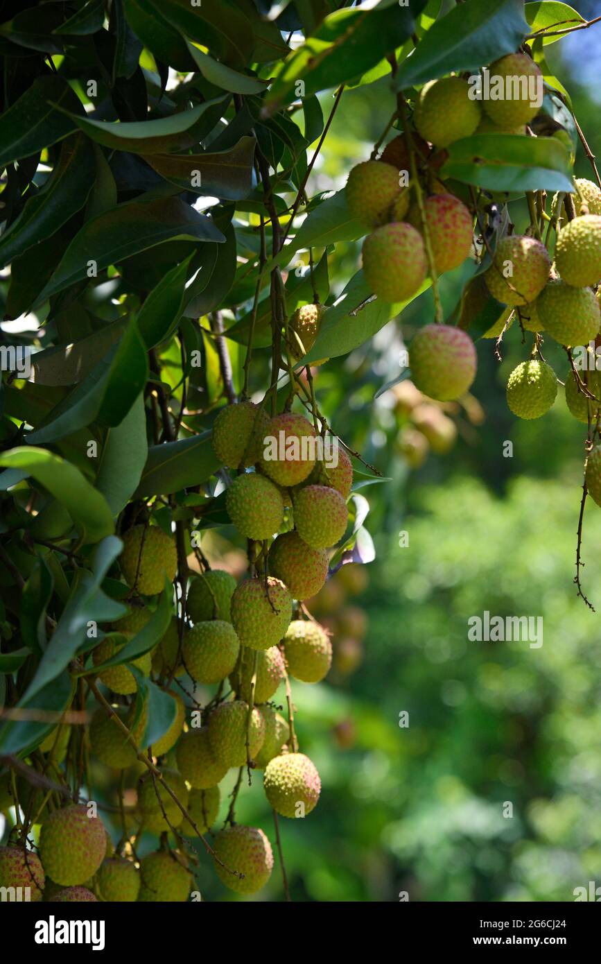 Lychee tree hi-res stock photography and images - Alamy