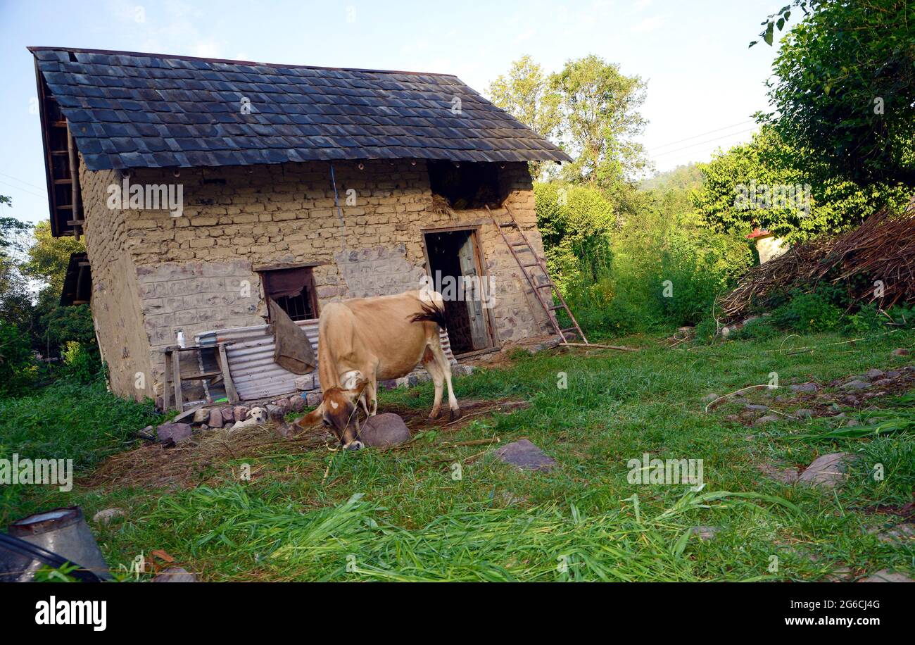 Cow shed india hi-res stock photography and images - Alamy