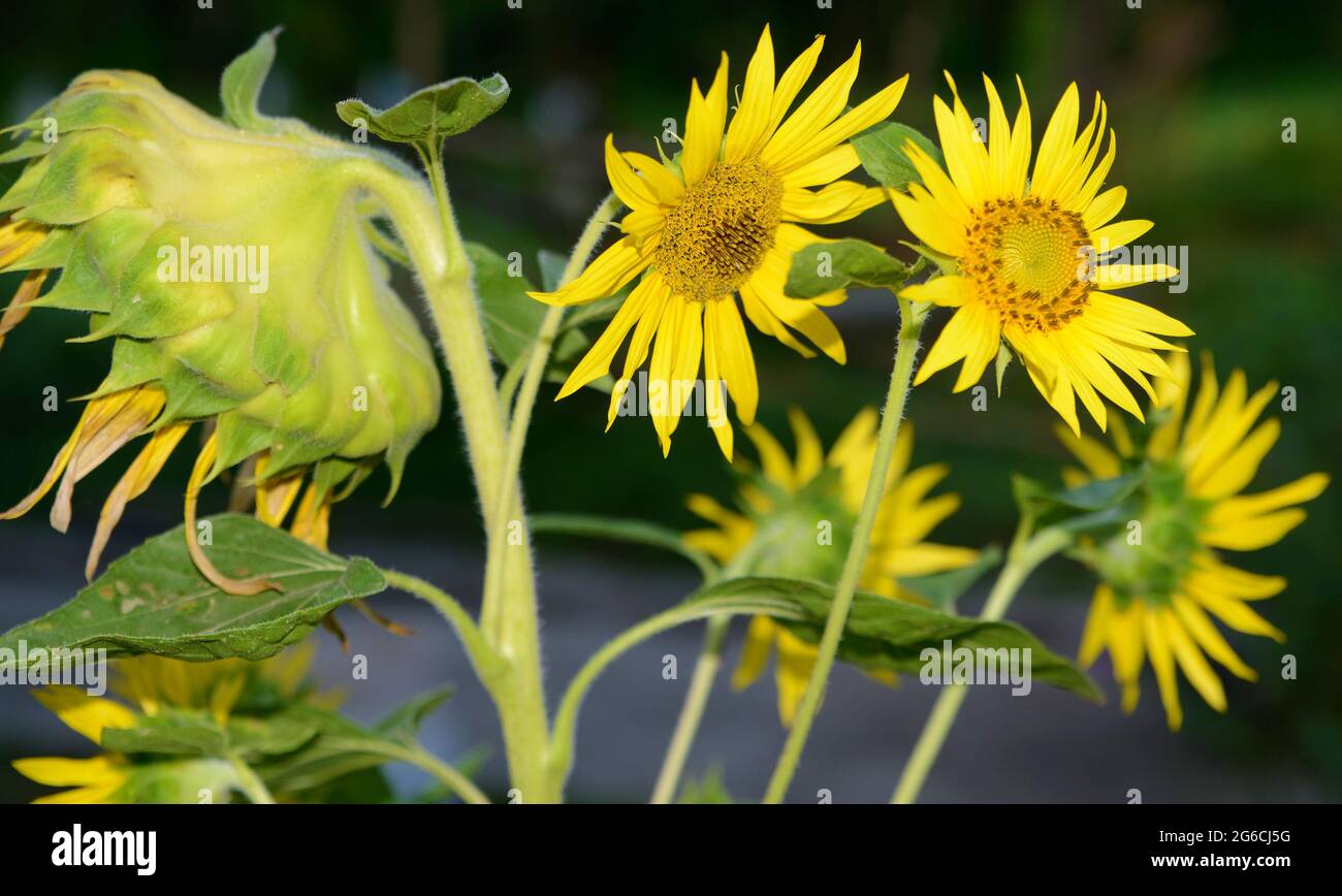 Indian sunflower farm hi-res stock photography and images - Alamy