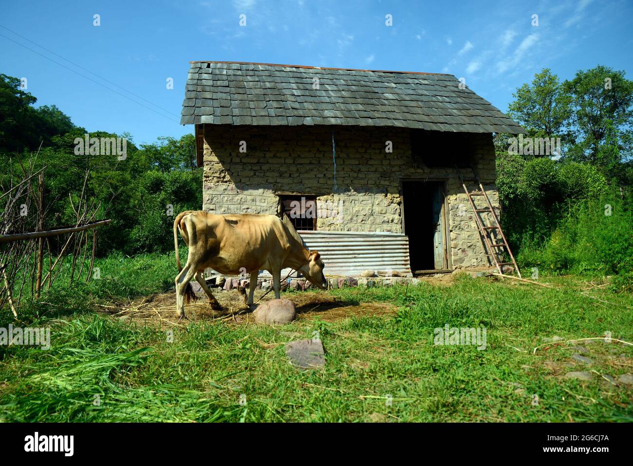 Cow shed india hi-res stock photography and images - Alamy