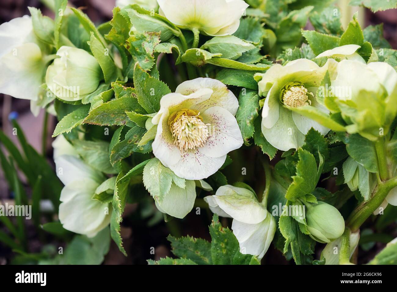 Spring flowers of Hellebore in the flowerbed. Selective focus Stock ...