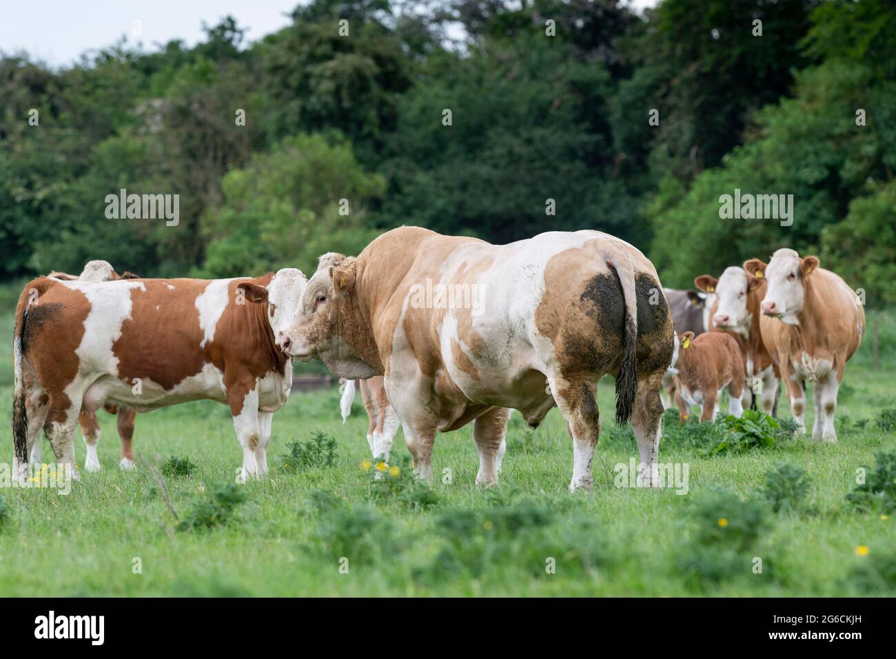 Simmental Cattle