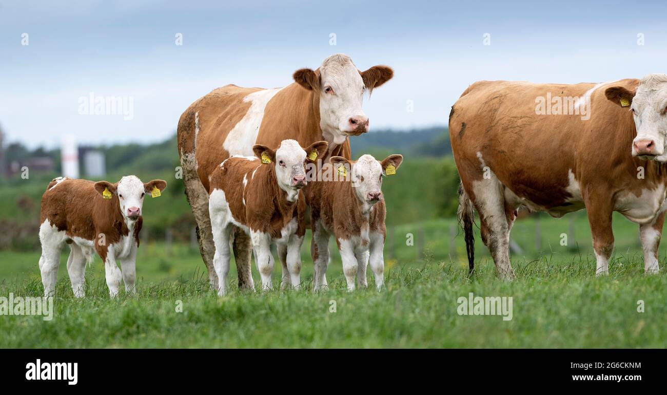 Pedigree Simmental beef cows and calves in pasture near Annan, Scotland ...