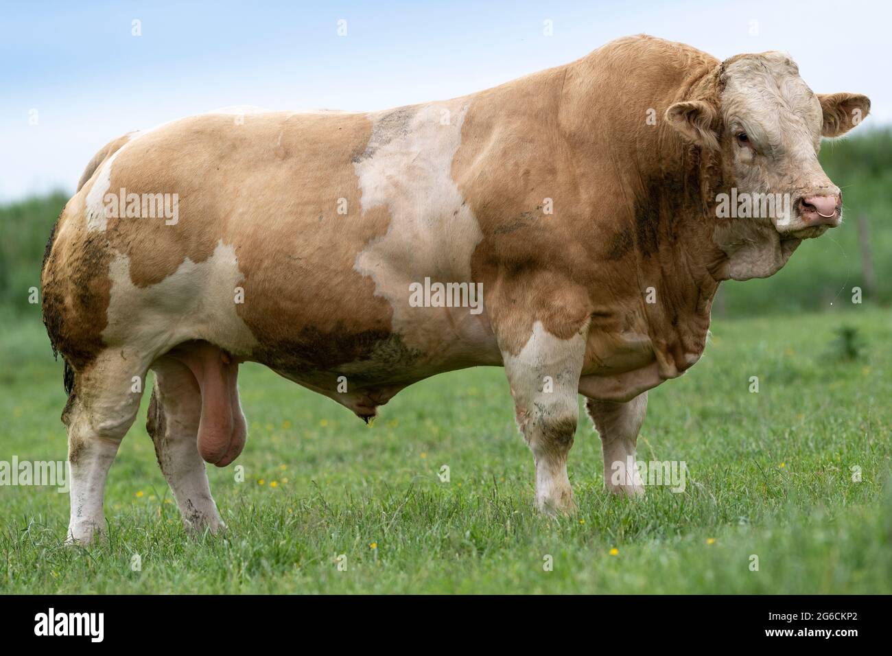 Powerful pedigree Simmental beef bull in pasture, Annan, Scotland, UK ...