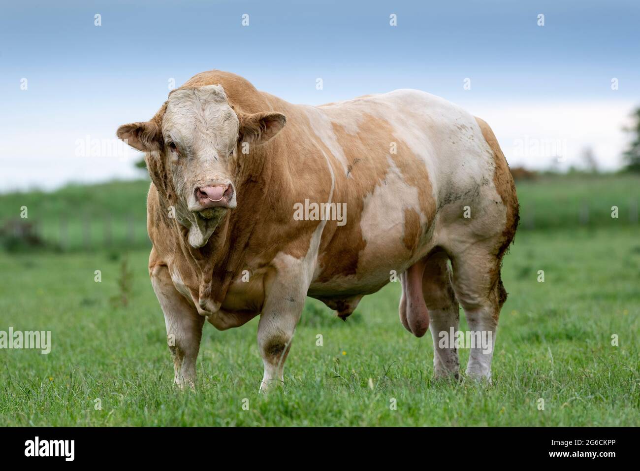 Simmental Cattle