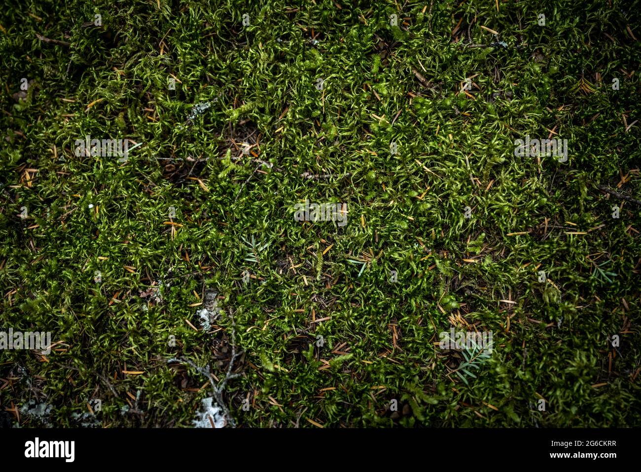 Thick Mossy Texture on surface of Yellowstone National Park Stock Photo ...