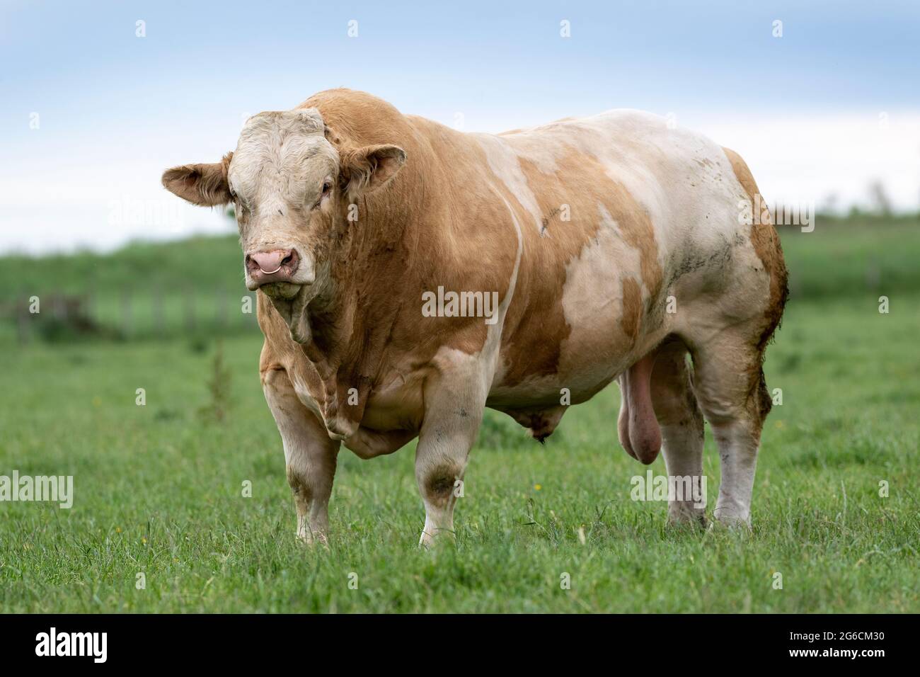 Simmental Bull